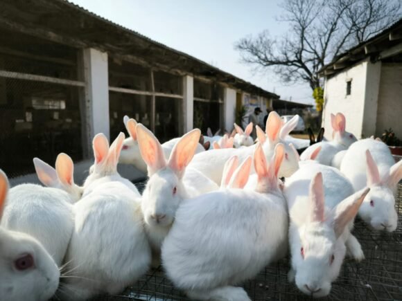 Safe Rabbit Farms – Leading Rabbit Farming Company In Pakistan